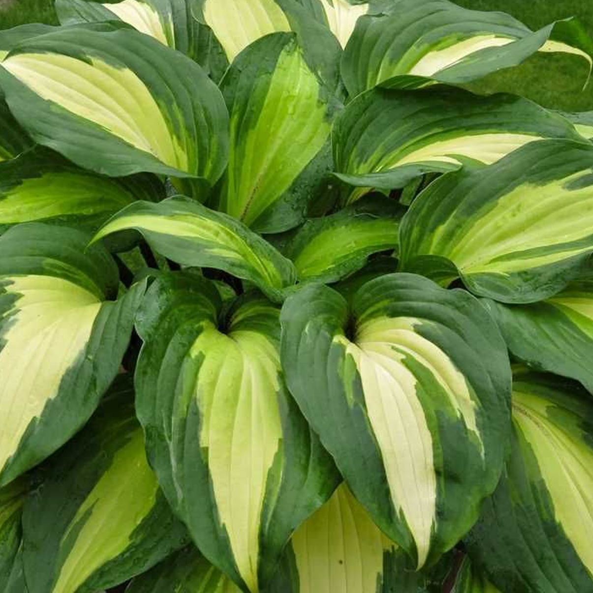 Hosta 'Raspberry Sundae' | Plantain Lily – Gardeners Dream