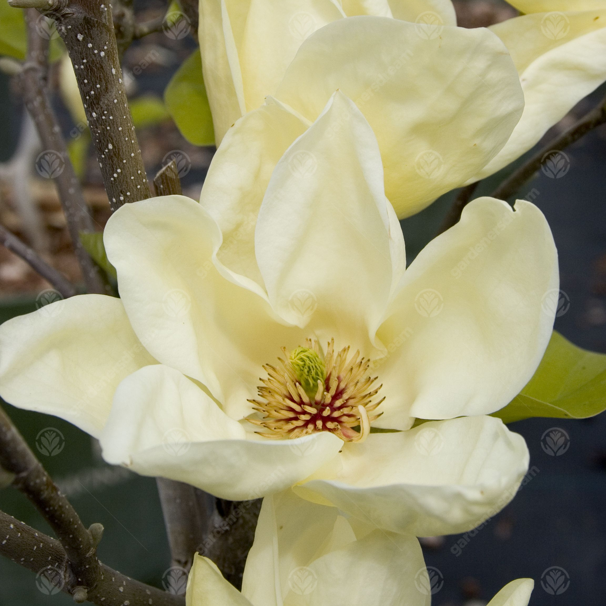Magnolia 'Elizabeth' | Magnolia Tree – Gardeners Dream