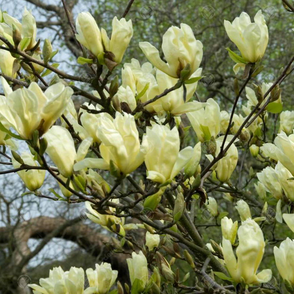 Magnolia 'Elizabeth' | Magnolia Tree – Gardeners Dream