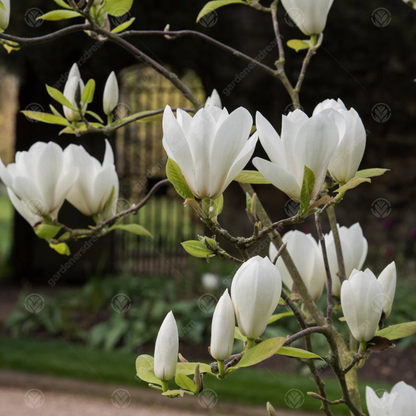 Magnolia 'Manchu Fan' | Magnolia Tree – Gardeners Dream