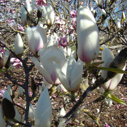 Magnolia 'Manchu Fan' | Magnolia Tree – Gardeners Dream