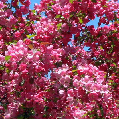 Malus 'Indian Magic' | Crab Apple Tree – Gardeners Dream