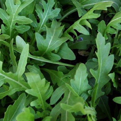 Rocket | Rocket – Gardeners Dream