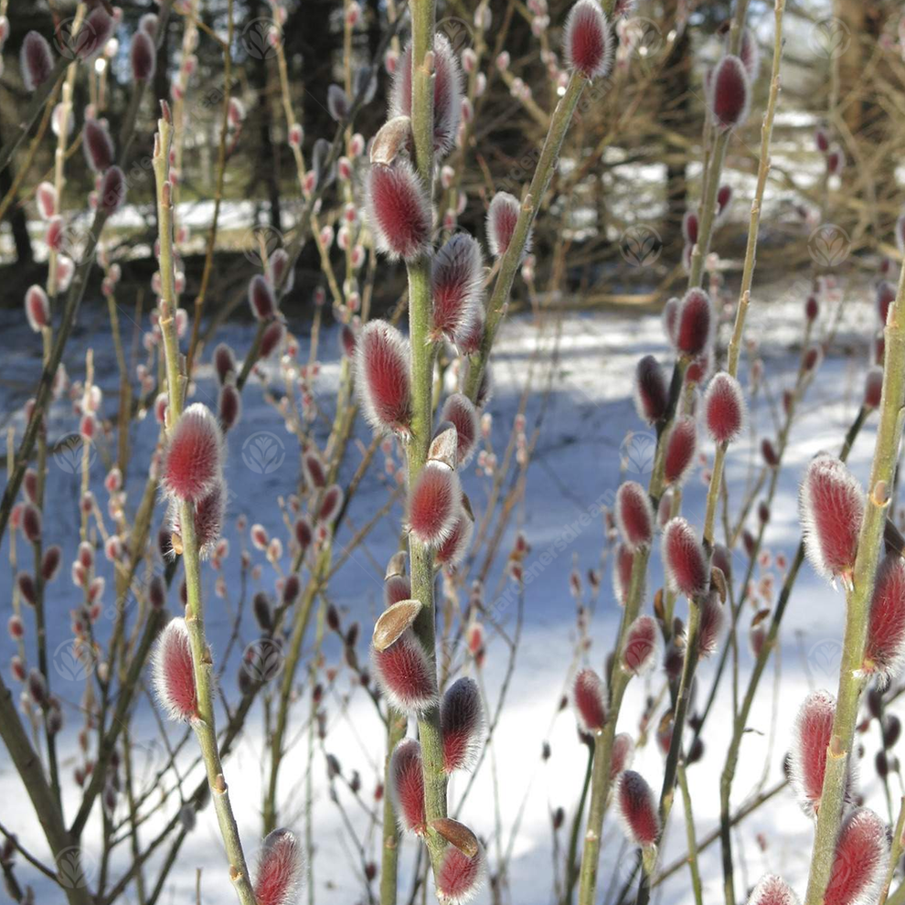 Salix 'Mount Aso' | Japanese Pink Pussy Willow Tree – Gardeners Dream