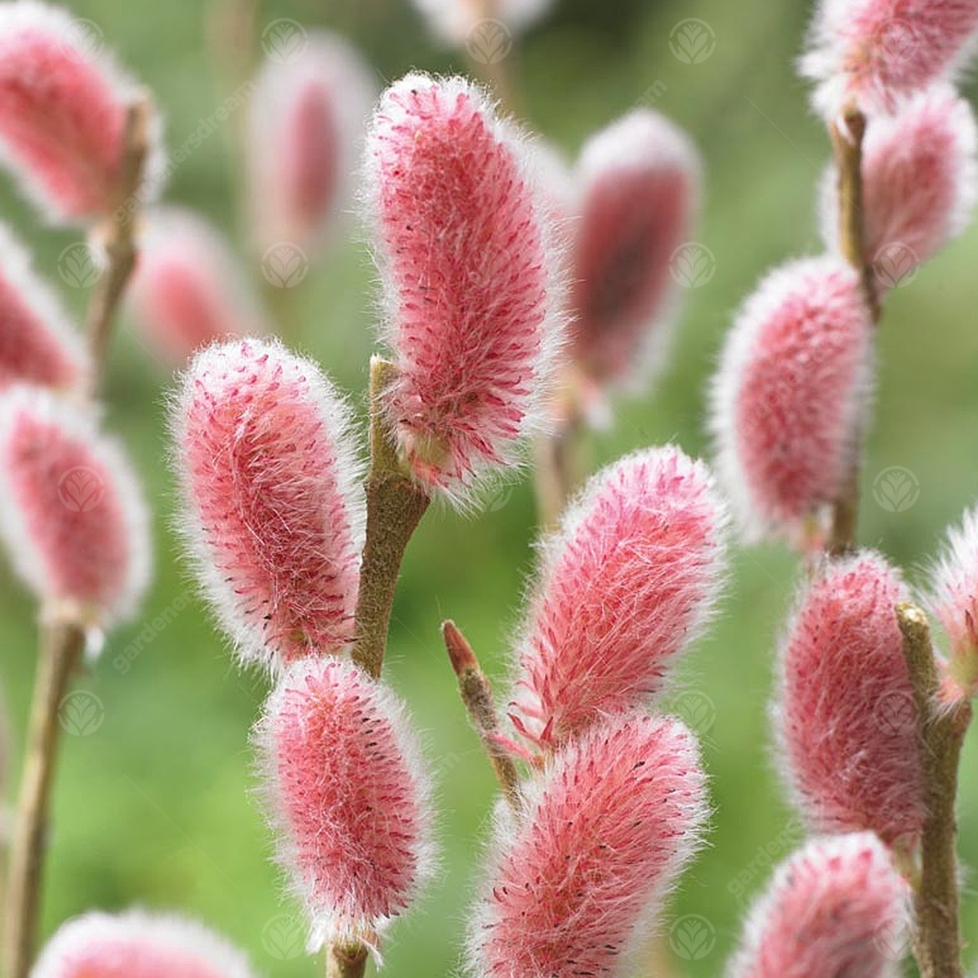 Salix 'Mount Aso' | Japanese Pink Pussy Willow Tree – Gardeners Dream