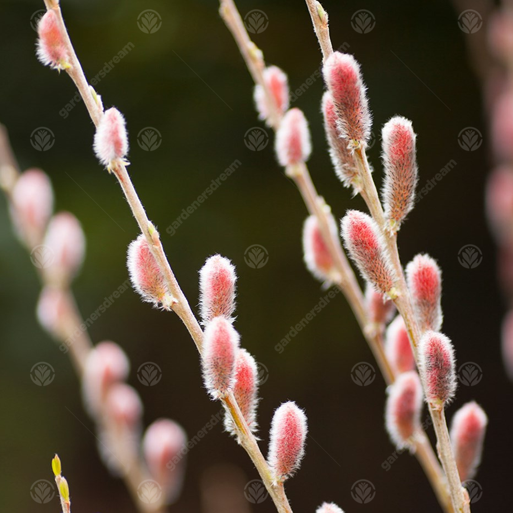 Salix 'Mount Aso' | Japanese Pink Pussy Willow Tree – Gardeners Dream