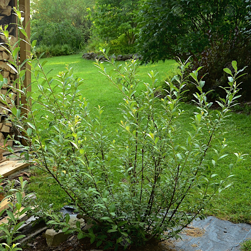 Salix 'Mount Aso' | Japanese Pink Pussy Willow Tree – Gardeners Dream