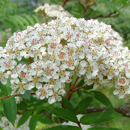 Sorbus 'Copper Kettle' | Mountain Ash Tree – Gardeners Dream