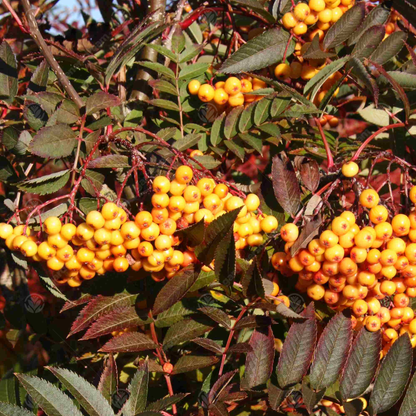 Sorbus 'Copper Kettle' | Mountain Ash Tree – Gardeners Dream
