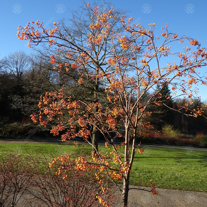 Sorbus 'Copper Kettle' | Mountain Ash Tree – Gardeners Dream