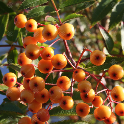 Sorbus 'Copper Kettle' | Mountain Ash Tree – Gardeners Dream