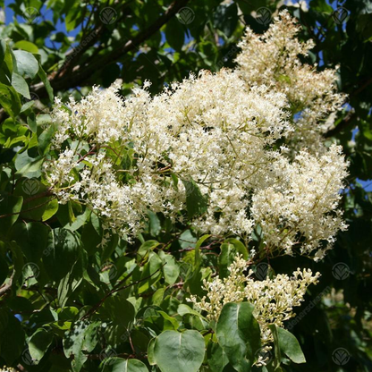 Syringa 'China Snow' | Pekin Lilac Tree – Gardeners Dream