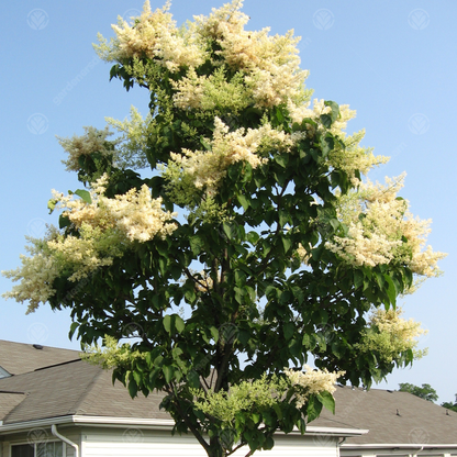 Syringa 'China Snow' | Pekin Lilac Tree – Gardeners Dream