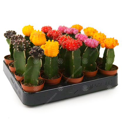 Disco Cactus Mix - Large | Cactus – Gardeners Dream
