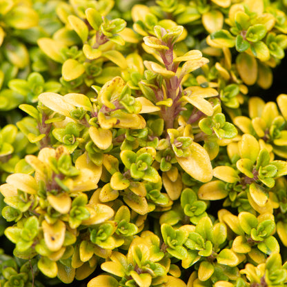 Lemon Thyme Herb Plants | Thymus citriodorus – Gardeners Dream