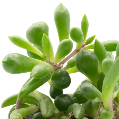Baby Senecio 'Purple Flush' | String of Rubies – Gardeners Dream