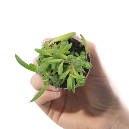 Baby Senecio 'Purple Flush' | String of Rubies – Gardeners Dream