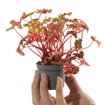 Rex Begonia | Begonia rex 'Boweri Tiger' – Gardeners Dream