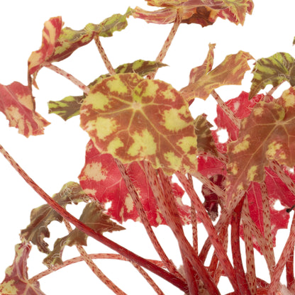 Rex Begonia | Begonia rex 'Boweri Tiger' – Gardeners Dream