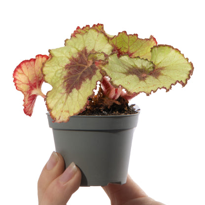 Rex Begonia | Begonia rex 'Escargot' – Gardeners Dream