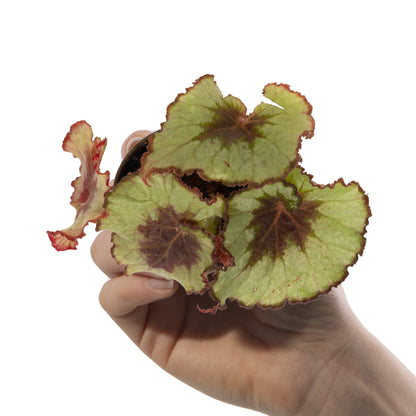 Rex Begonia | Begonia rex 'Escargot' – Gardeners Dream