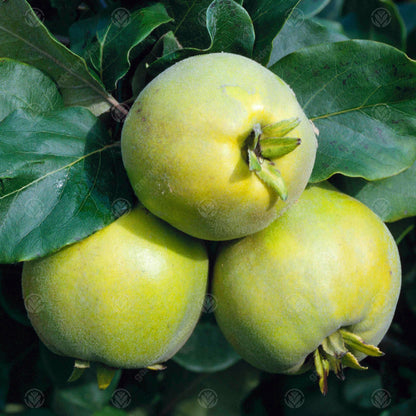 Vranja Quince | Quince Tree – Gardeners Dream