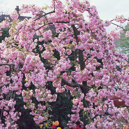 Prunus 'Kiku-shidare-zakura' | Weeping Cherry Tree – Gardeners Dream