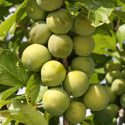 Plum 'Old Greengage' | Gage Tree – Gardeners Dream