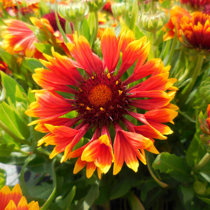 Gaillardia 'Sunset Snappy' | Blanket Flower – Gardeners Dream