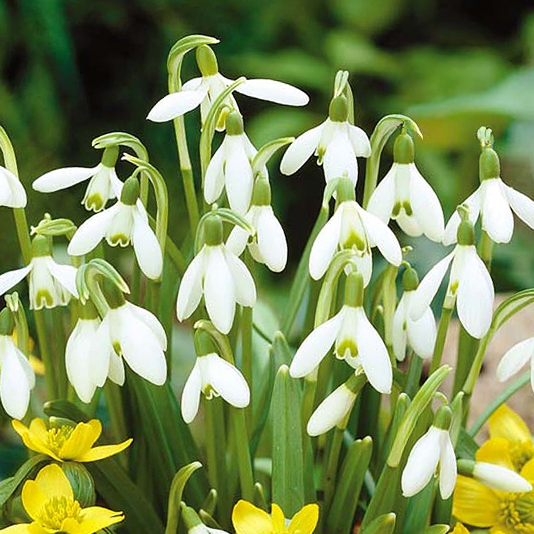 Flower Bulbs & Tubers | Garden Bulbs | Gardeners Dream