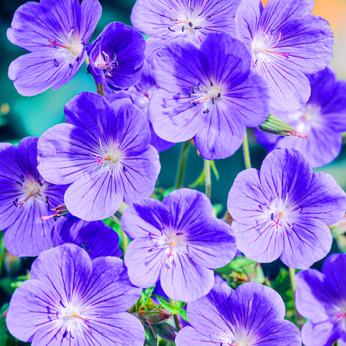 Geranium 'Brookside' | Cranesbill – Gardeners Dream