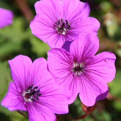 Geranium 'Hexham Velvet' | Cranesbill – Gardeners Dream