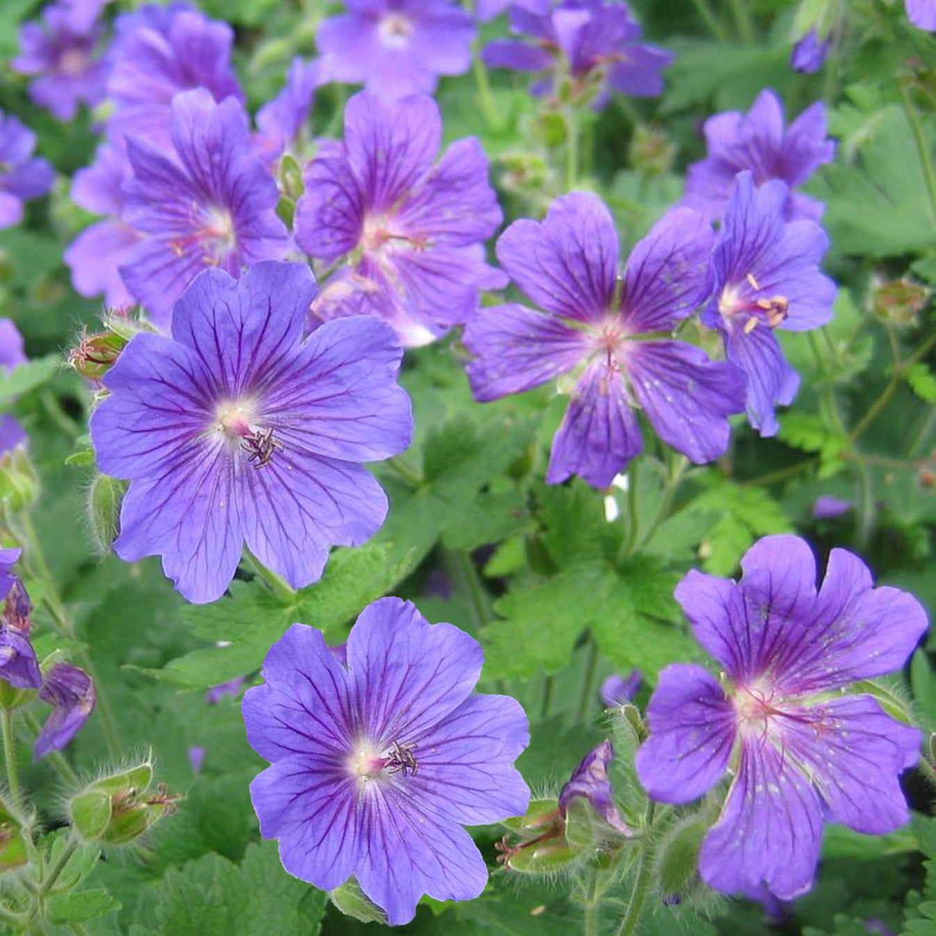 Geranium 'Johnson's Blue' | Cranesbill – Gardeners Dream