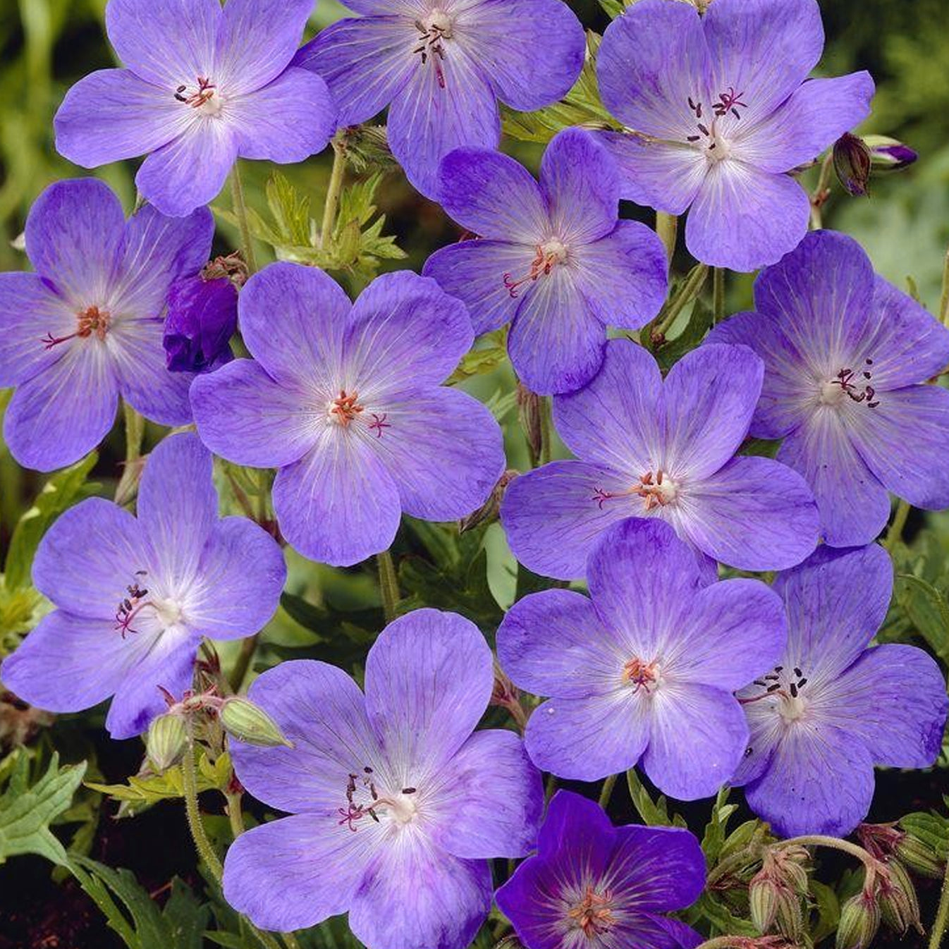 Geranium 'Johnson's Blue' | Cranesbill – Gardeners Dream
