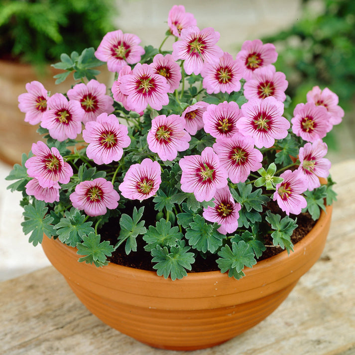 Geranium 'Rothbury Gem' | Cranesbill – Gardeners Dream