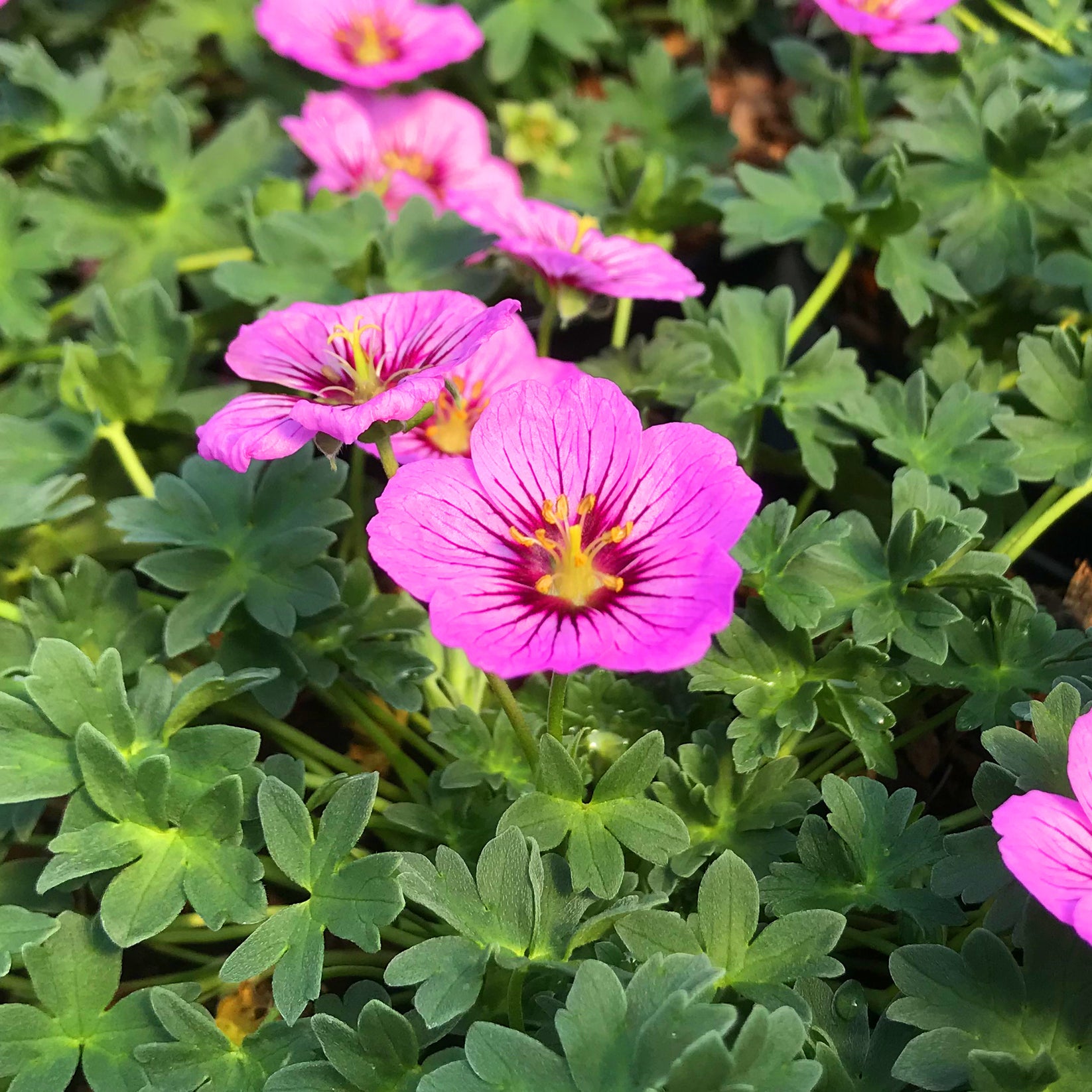 Geranium 'Rothbury Gem' | Cranesbill – Gardeners Dream