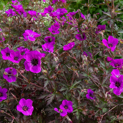 Geranium 'Dark Eyes' | Cranesbill – Gardeners Dream