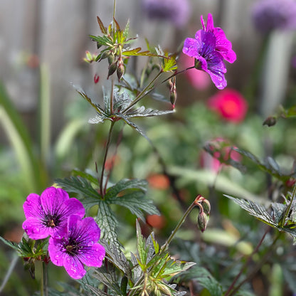 Geranium 'Dark Eyes' | Cranesbill – Gardeners Dream