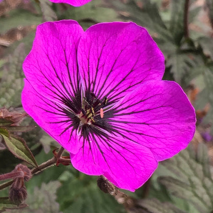 Geranium 'Dark Eyes' | Cranesbill – Gardeners Dream
