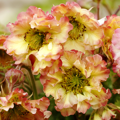 Geum 'Pretticoats Peach' | Avens – Gardeners Dream