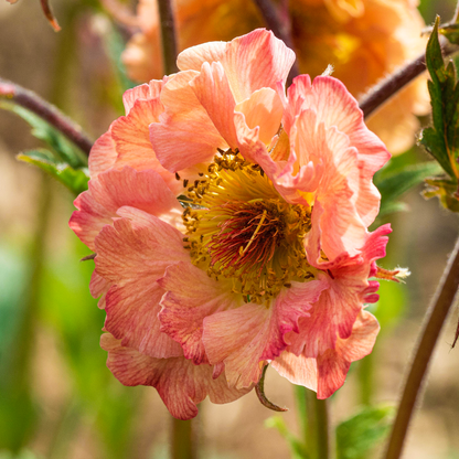 Geum 'Pretticoats Peach' | Avens – Gardeners Dream