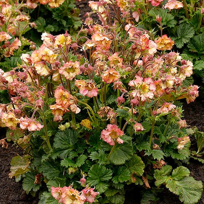 Geum 'Pretticoats Peach' | Avens – Gardeners Dream