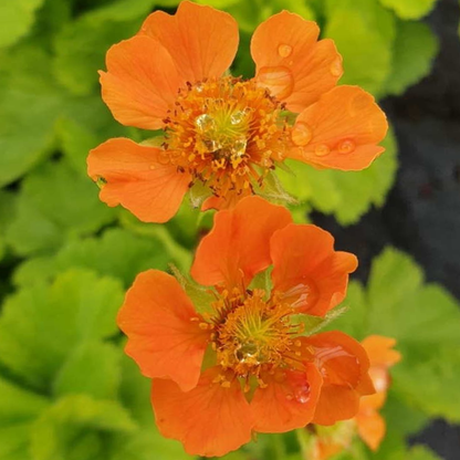 Geum 'Sunkissed Lime' | Avens – Gardeners Dream