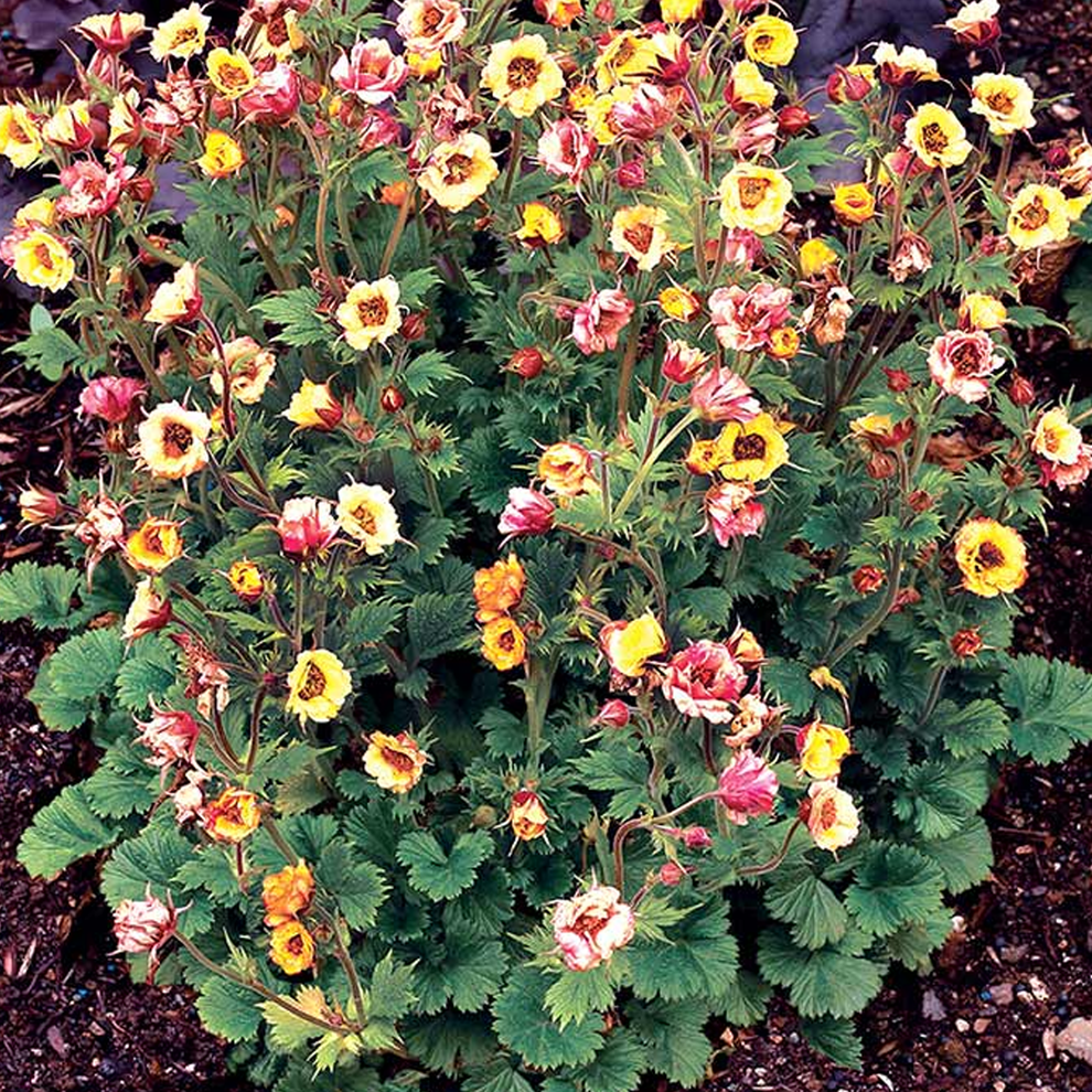 Geum 'Tempo Yellow' | Avens – Gardeners Dream