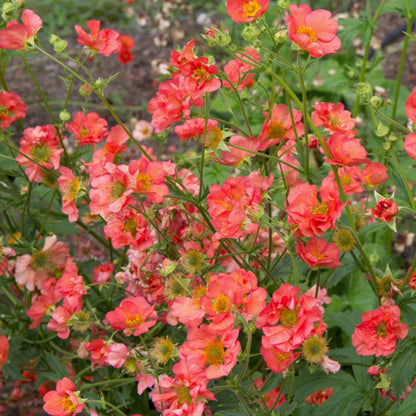 Geum 'Coral Tempest' | Avens – Gardeners Dream