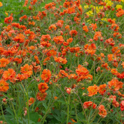 Geum 'Coral Tempest' | Avens – Gardeners Dream