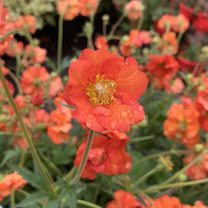 Geum 'Scarlet Tempest' | Avens – Gardeners Dream
