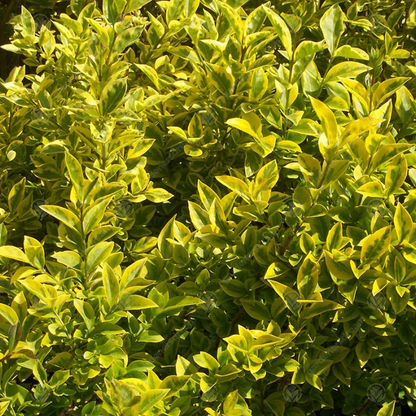 Golden Privet Bare Root Hedge | Wild Privet – Gardeners Dream
