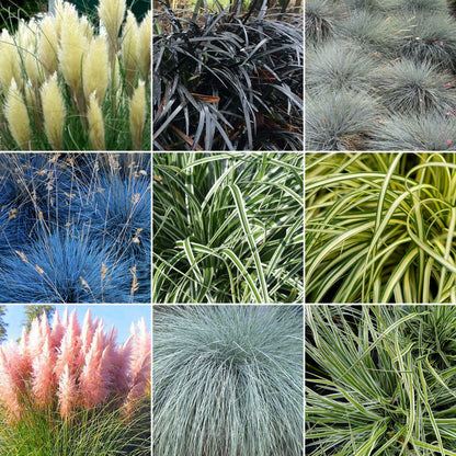 Grass Mix | Mixed Varieties – Gardeners Dream