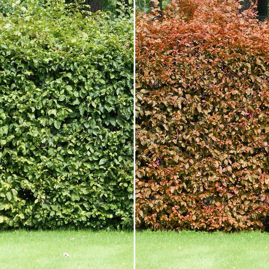Bare Root Hedging | Bare Root Hedge Plants | Gardeners Dream